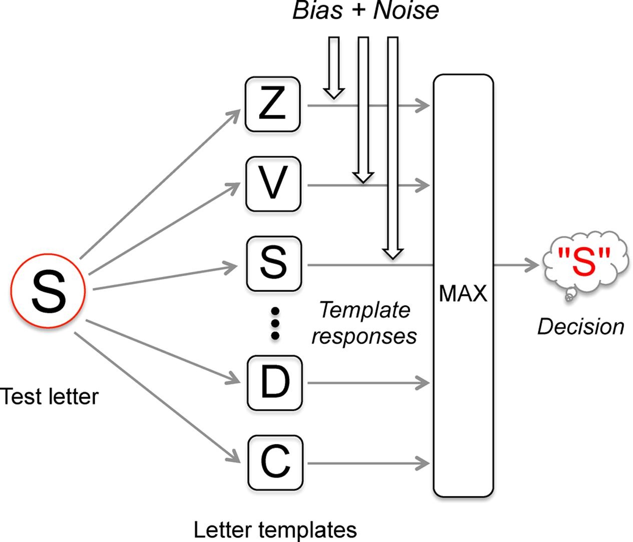 Revealing the influence of bias in a letter acuity identification task ...